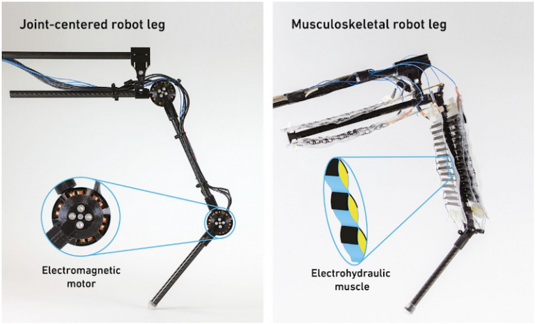 Artificial muscles propel a robotic leg to walk and jump