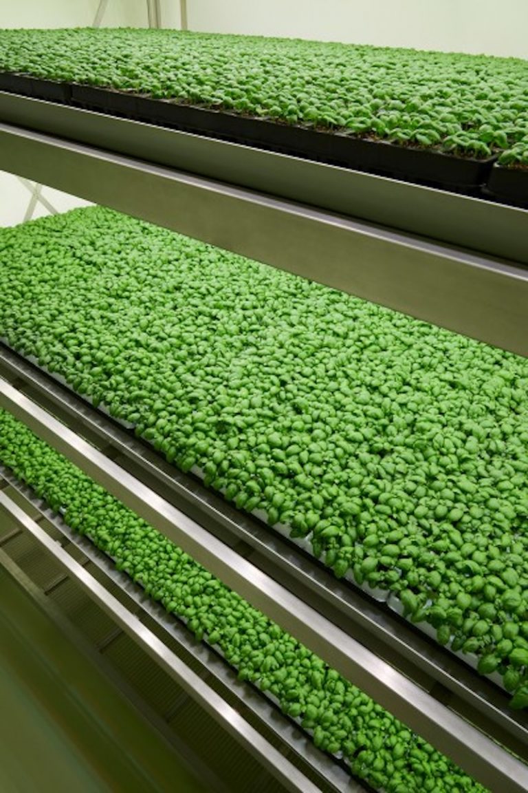 Swiss Life invests €200m in vertical farming venture with Planet Farms ...