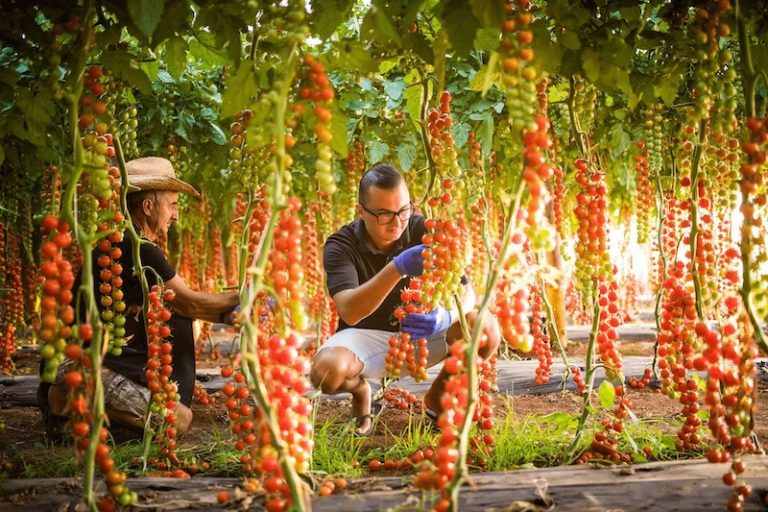 Top 20 vertical farming companies in 2025: Who’s thriving, who’s gone ...