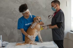 Scribenote launches free AI tool to help veterinarians reduce paperwork ...