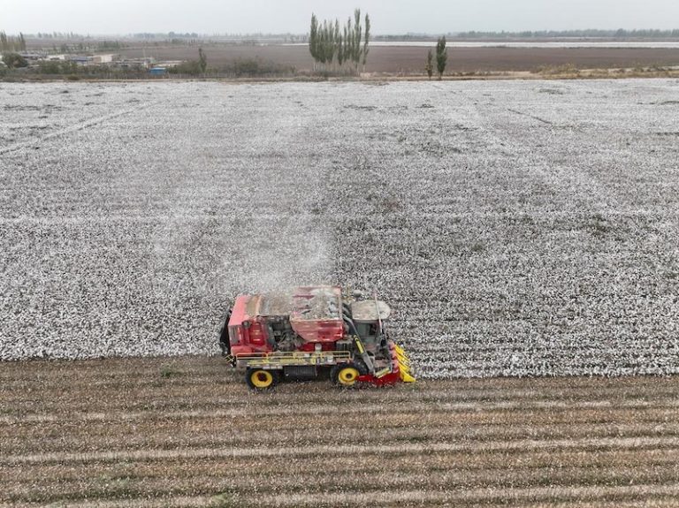 Seed innovation boosts cotton mechanization in China’s Xinjiang region