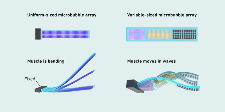 ETH researchers develop ultrasound-controlled artificial muscles for ...