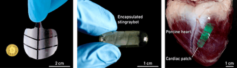 ETH researchers develop ultrasound-controlled artificial muscles for ...